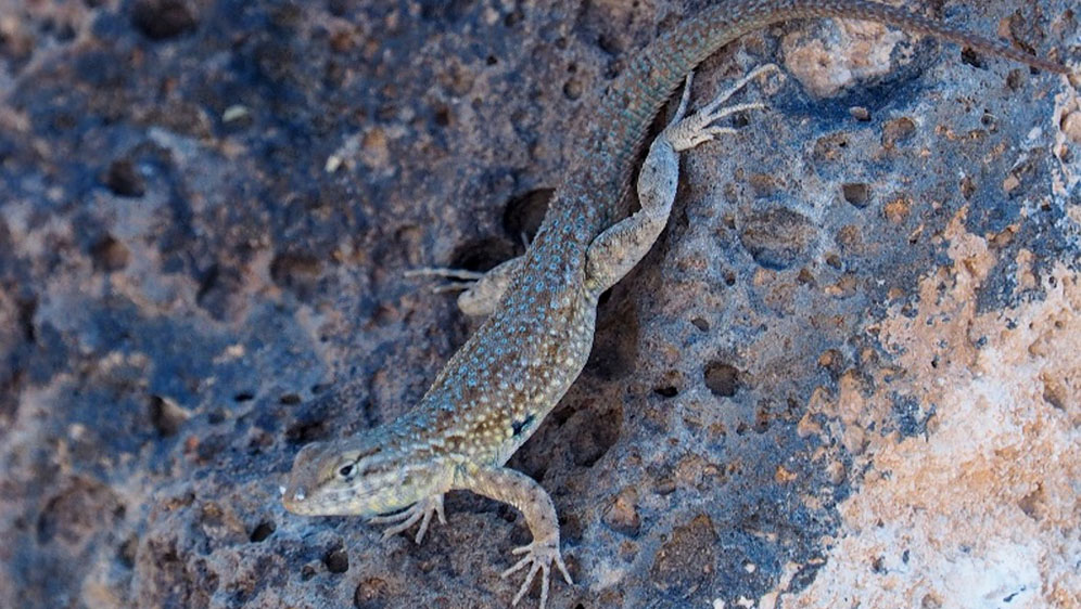 Applied Herpetology slide show | Heather Bateman Applied Wildlife Lab