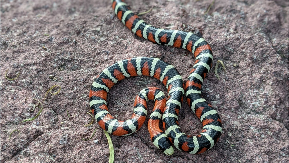 Applied Herpetology slide show | Heather Bateman Applied Wildlife Lab